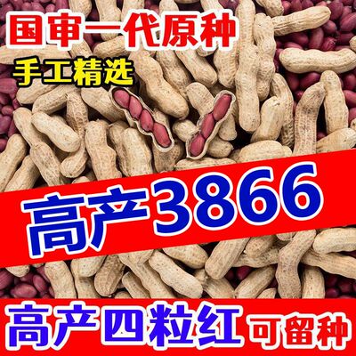 超高产花生种子四粒红原种农科院正品红皮花生早熟矮杆花生种