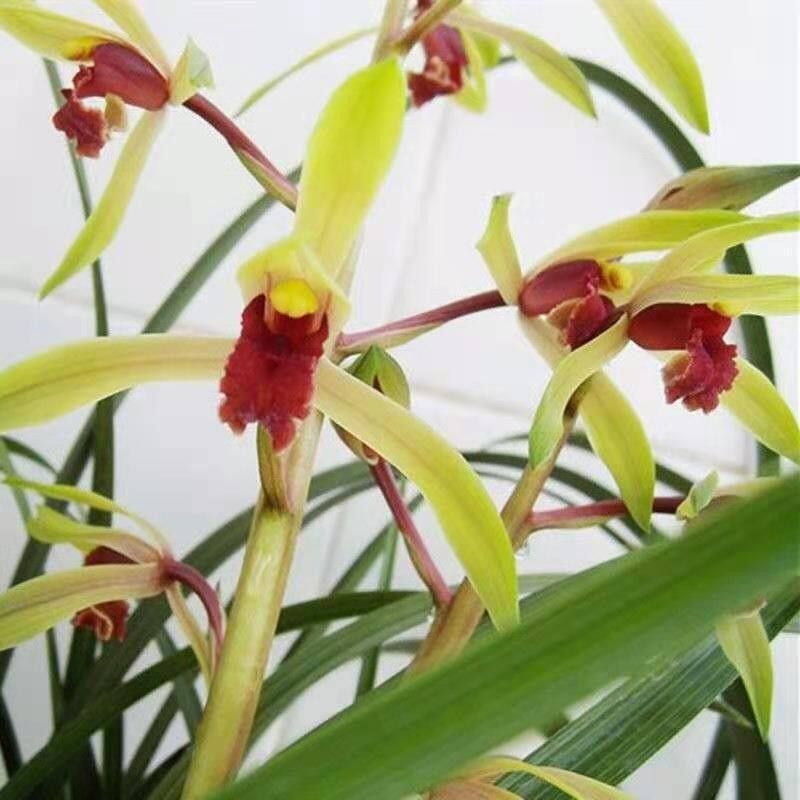 带花苞惠兰盆栽国兰红素新品【夕颜】绿蕙之王兰花苗阳台花卉