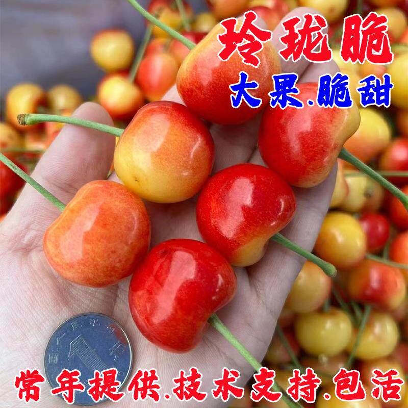 新品种玲珑脆大樱桃树嫁接黄蜜车厘子树苗庭院盆栽南方北方种植苗
