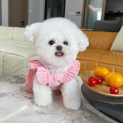 速发衣引春款韩系飞泰蕾丝裙子袖迪比熊猫咪薄款牵服衣服