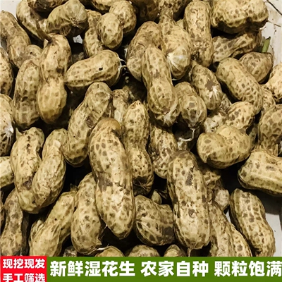 2026年新鲜湿花生当季新鲜现挖带泥壳农家自种花生水煮生吃小花生