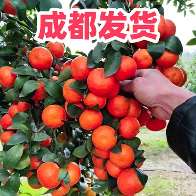四川金秋沙糖桔树苗砂糖桔子树柑桔苗砂糖橘子树盆栽地栽庭院种植