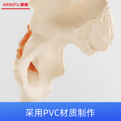 极速人体髋关节模型 股骨s关节 人体骨骼模型股骨头 髋骨关节韧带