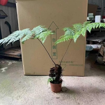 红磷蕨类植物一叶蕨类绿植苔藓球办公室书房观叶净化空气盆景盆栽