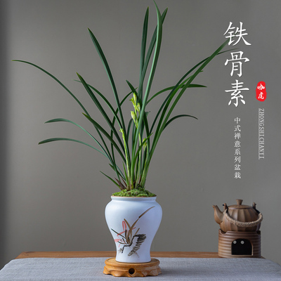 名贵兰花苗建兰客厅年宵花兰花盆栽花卉室内植物花好养基地直销