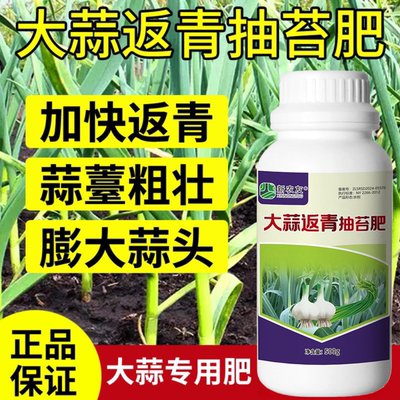 大蒜返青抽苔肥出苔齐蒜头大蒜苔粗专用增产早熟含氨基酸肥新农友