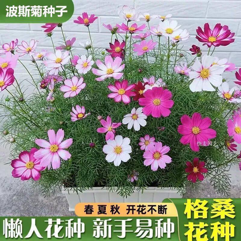 花卉种子四季满天星太阳花波斯菊百日草向日葵阳台无机肥盆栽薄荷