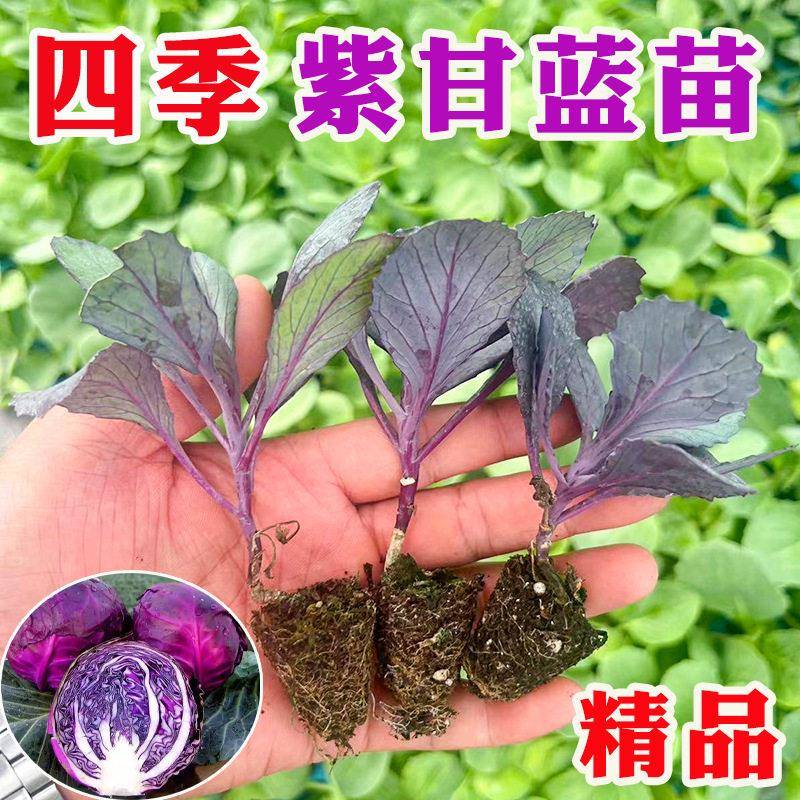 紫甘蓝苗秧苗苗四季播种土壤耐寒包菜抗病羽衣紫甘蓝西兰花花菜苗