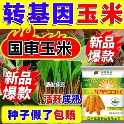 东单1331K转基因2025新种抗虫