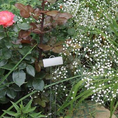 25 Packs of Metal Plant Labels, Garden Flower Potted Plant