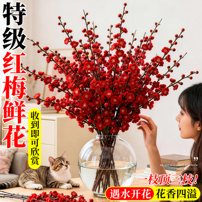 红梅干枝水培带花苞真花鲜梅花枝