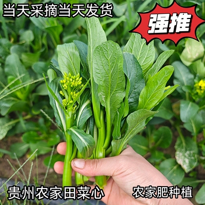 贵州农家自种甜菜心菜