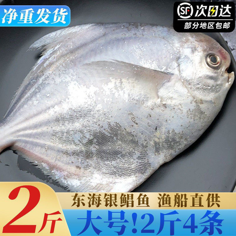 特大银鲳鱼新鲜冷冻白鲳鱼舟山宁波海鲜水产海捕大昌鱼平鱼鲳鳊鱼