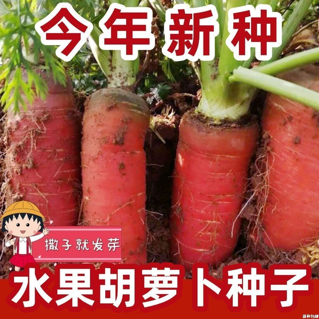 【今年新种】水果胡萝卜种子红皮红肉红胡萝卜生吃甜脆蔬菜种子