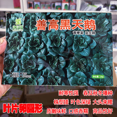 善高黑天鹅青菜种子一代杂交苏州青种籽叶色深绿黑菜籽口感软糯