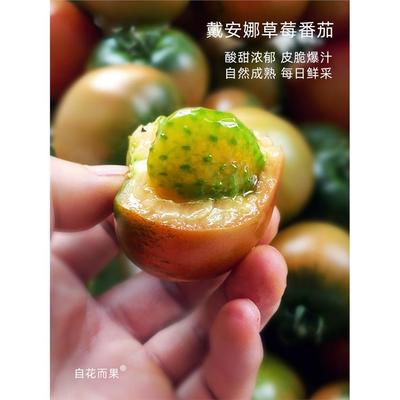 山东海阳草莓番茄绿腚铁