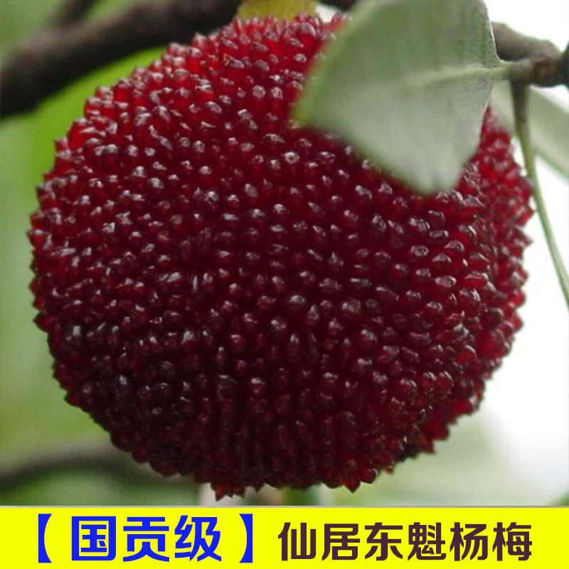 【贡品级】仙居杨梅鲜果台州仙居东魁杨梅高山新鲜特大杨梅浙江