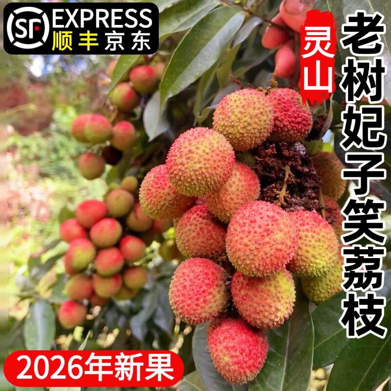 灵山妃子笑荔枝新鲜水果当季现摘整箱老树纯甜核小空运顺丰孕妇