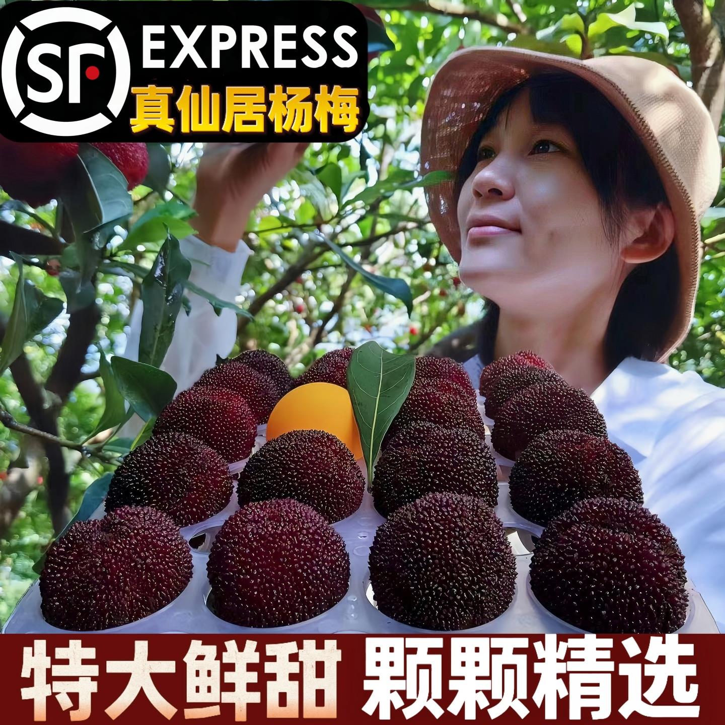 特大甜高山正宗仙居杨梅新鲜水果浙江东魁杨梅鲜果当季礼盒装现摘