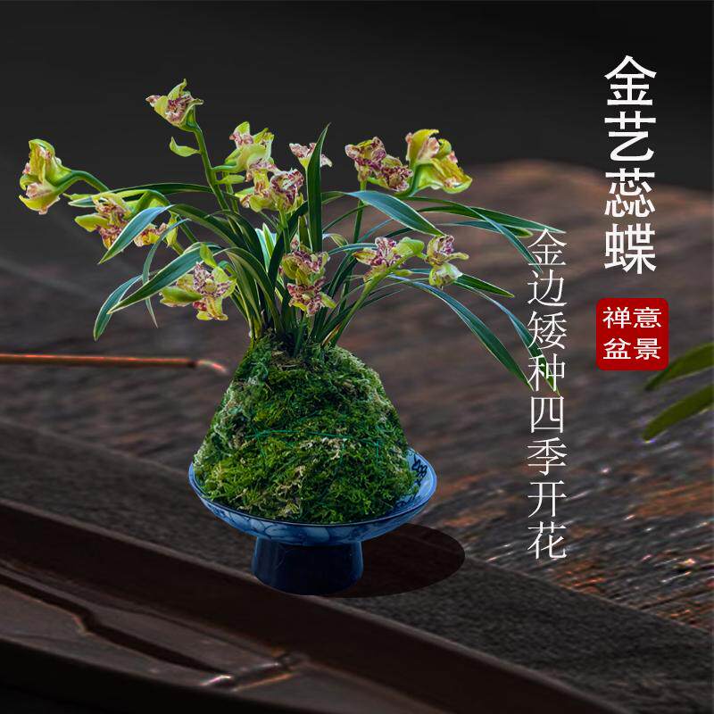 金艺蕊蝶 带金边矮种文心兰带花兰花苗卉四季盆栽名贵建兰浓香