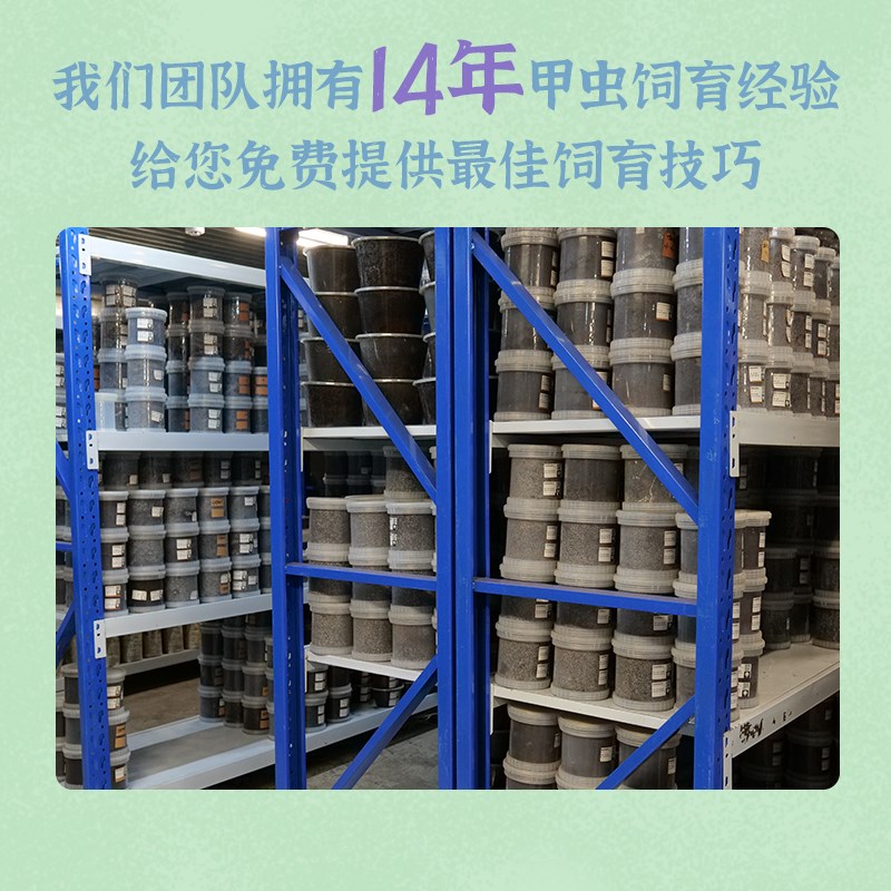 新品牧野虫社长颈鹿锯锹甲独角仙甲虫爬宠活体锹R形虫昆虫中国大