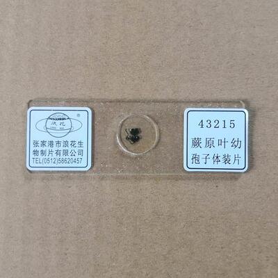 43215蕨原叶幼孢子体装片生物显微镜玻片涂片 浪花牌切片