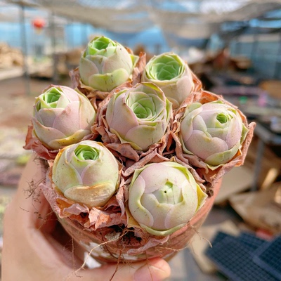 水蜜桃玫瑰多肉植物群生山地鸡蛋玫瑰耶罗粉色小酒窝盆栽室内阳台