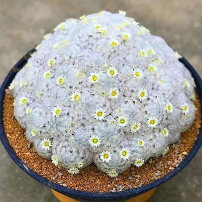 粉花白星仙人球多肉植物一物一拍乳突球白毛开花美花丽花不扎手