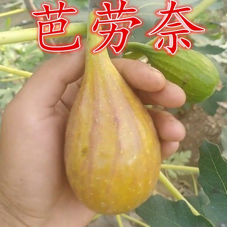 果树苗盆栽无花果对版芭劳奈无花果南方北方阳台庭院种植四季大果