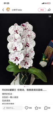 F8286蝴蝶兰2.8寸杯不带花剑