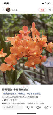 一颗不发蝴蝶兰处理苗砂糖橘1.7寸杯不带花剑根少