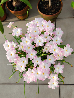 风雨兰胖丽丽 可爱花朵 多年生宿根耐热耐晒 庭院阳台花园