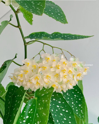 带花香！微风竹节秋海棠 耐热花叶美丽开花勤多年生 阳台室内客厅