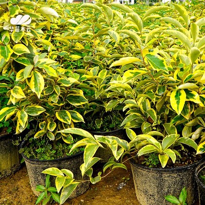 华苗木云金边埃比胡颓子彩叶常绿花园庭院绿化观叶绿植盆栽