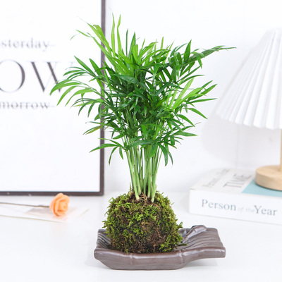 水培植物袖珍椰子苔藓球盆栽客厅室内富贵凤尾竹四季常青水养绿植