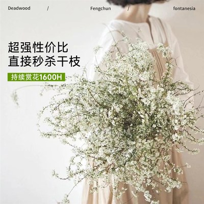 快速发货a雪柳鲜枝带芽水培植物干枝水养重瓣室内插花龙柳干支鲜