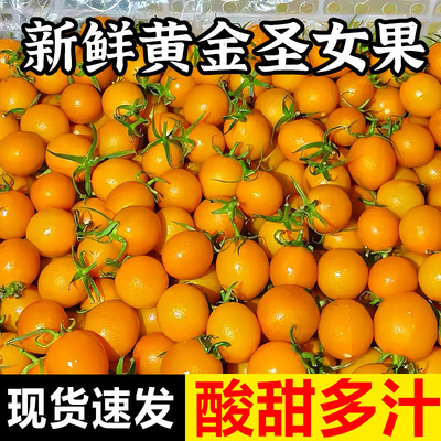 黄色圣女果生吃小番茄樱桃小西红柿新鲜小柿子自然熟水果现摘包邮