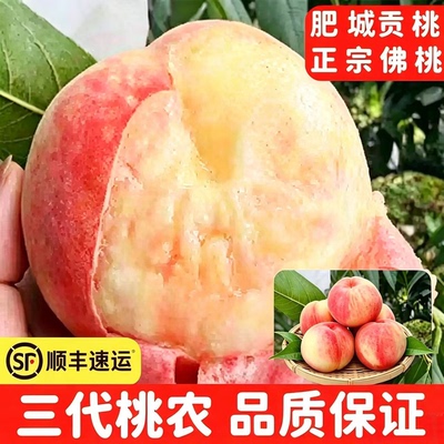 【顺丰速运】山东肥城水蜜桃现摘大桃当季孕妇软甜肥桃新鲜水果桃