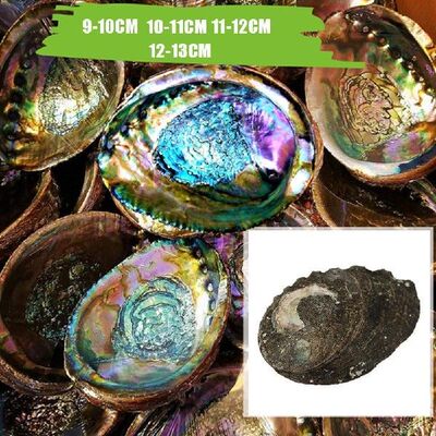 好货9-13cm Natural Abalone Shell Large Sea Shells Nautical H
