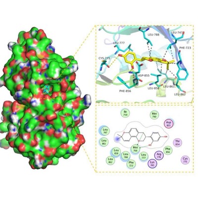 分子对接方法:autodock薛定谔 moe 金属离子.供价,柔性分子对接