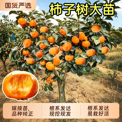 正宗太秋甜柿树苗脆柿子树果苗庭院果树南北方种植盆地栽当年结果
