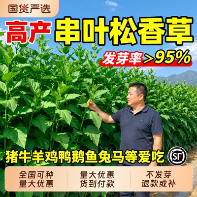 串叶松香草种子进口香槟菊花多年生饲草猪牛羊喜食高蛋白牧草种籽