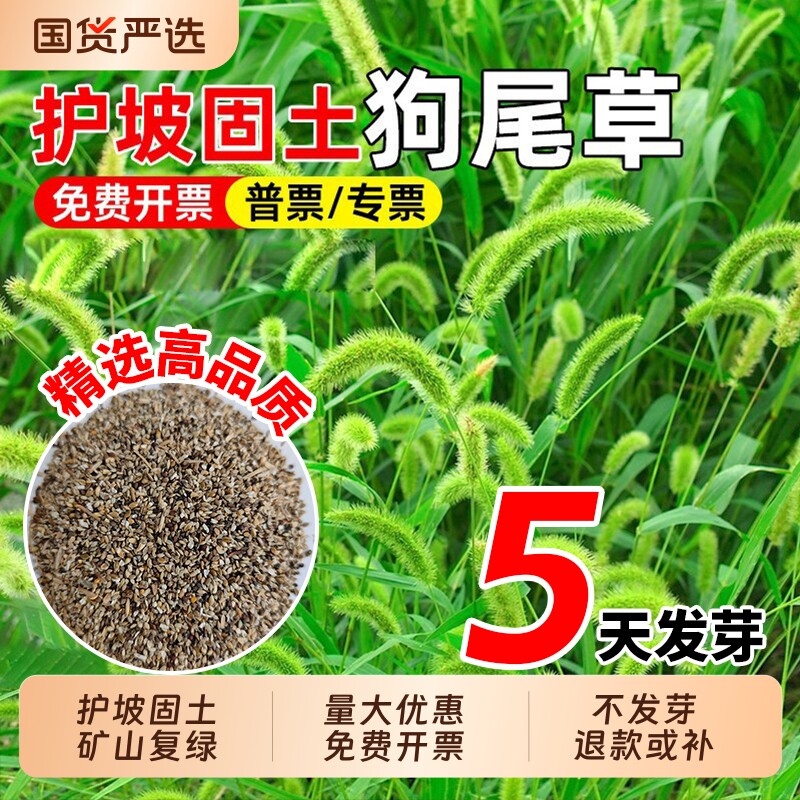 狗尾巴草籽矿山复绿野草种子四季播种耐旱绿化观赏草坪护坡牧草种