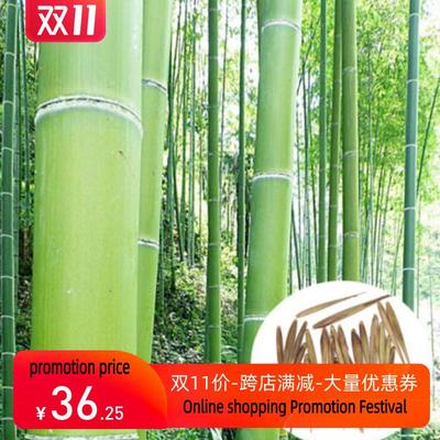 Phyllostachys Pubescens Moso Bamboo Sees Hary -Giant跨境香港