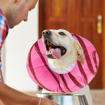 极速Cute Donut Cat Cone Collar Soft CuteK Donut Dog Cone Col