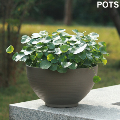 速发莲莲水培钱碗睡铜钱草金盆水仙花无孔绿萝无土荷花缸特大号家