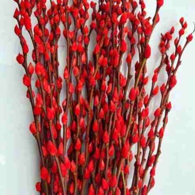 极速高银柳真花鲜枝年宵q花卉干燥花彩色柳枝耐寒水培花卉超高1.5