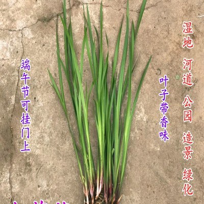 极速水菖蒲植物臭蒲n 香菖蒲 水剑草水边植物净化水质水培沼泽过