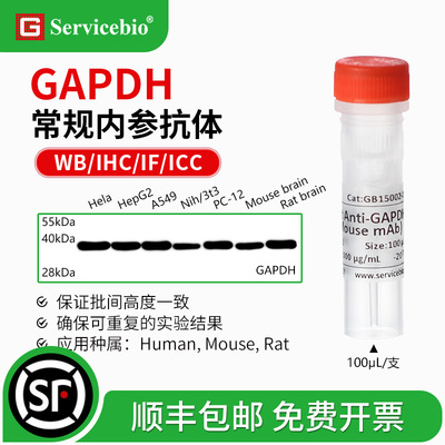 GAPDH WB内参抗体 Anti-GAPDH antibody小鼠兔mAb IHC/IF/ICC通用