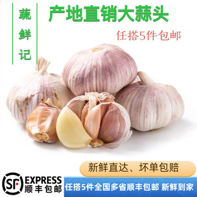 新大蒜头上市紫皮24年新晒干大蒜头特大蒜瓣种子红皮蒜1斤